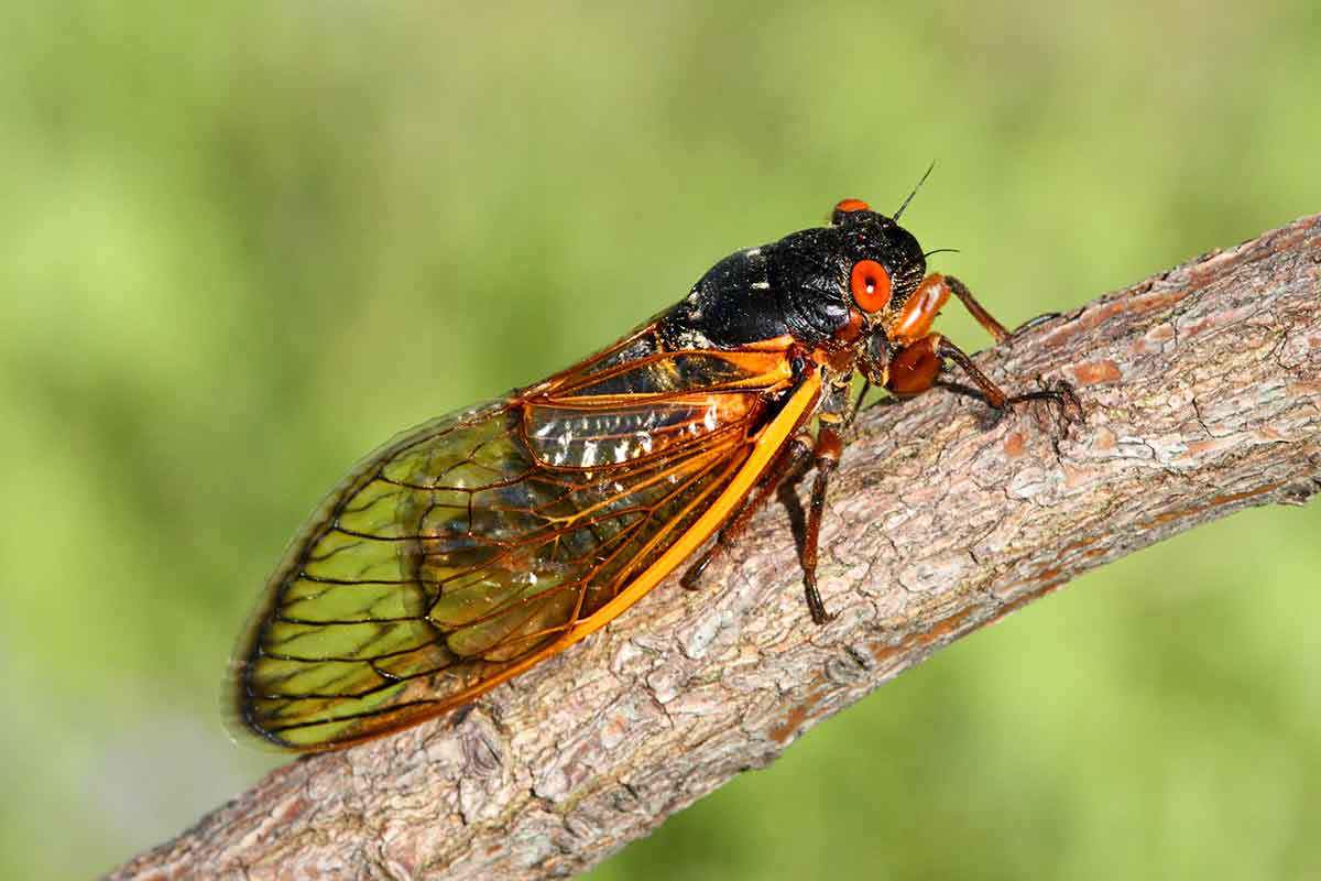 Cicadas Size