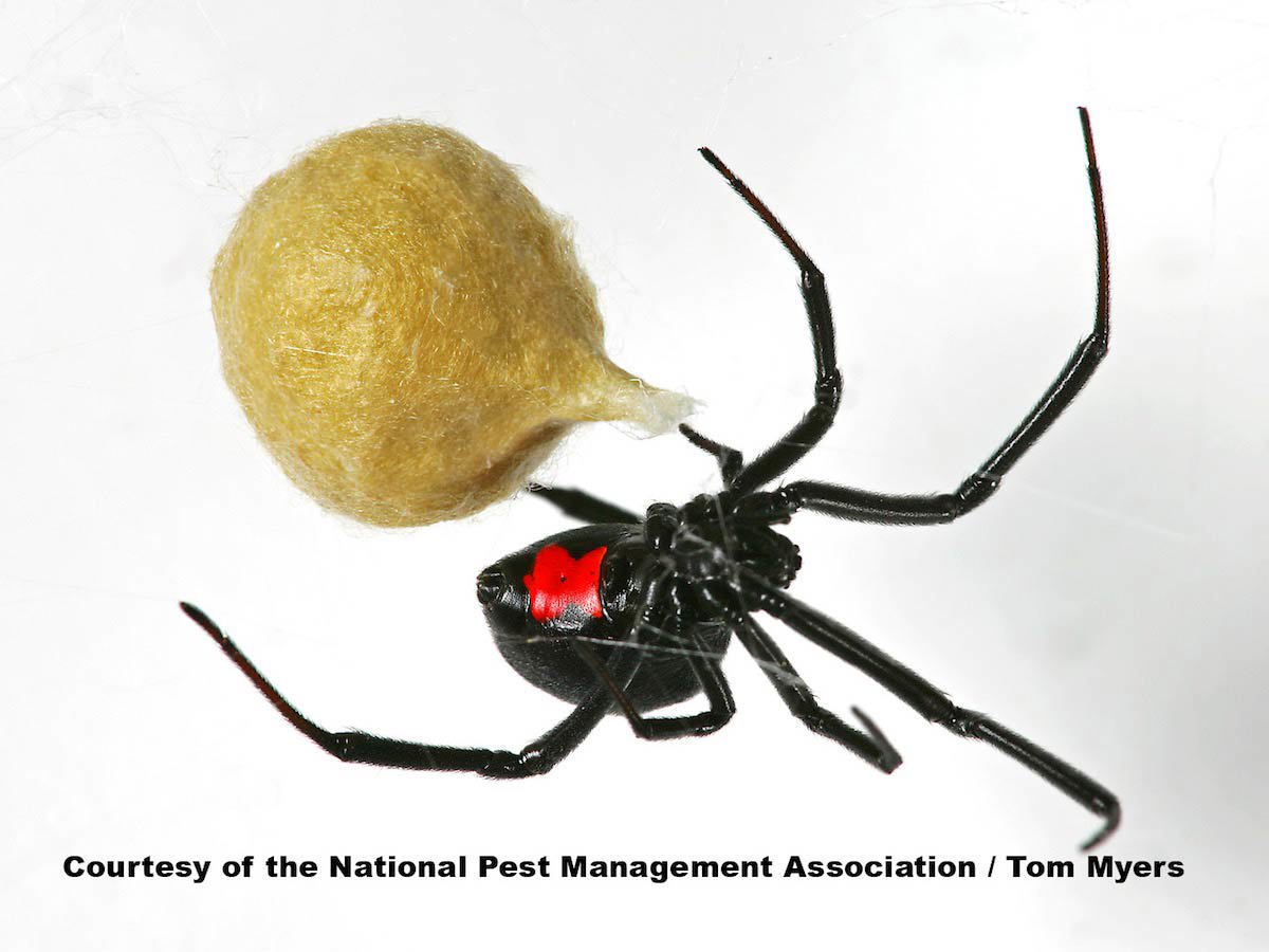 Black Widow Spiders: Facts & Extermination Information